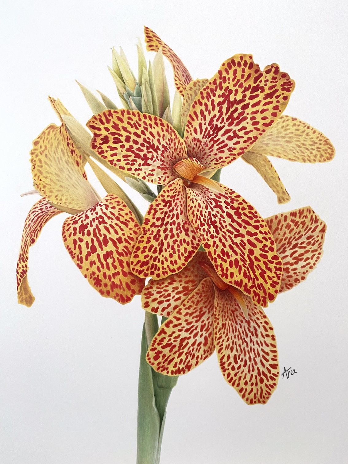 Alison Tippett - Banyule Open Studios